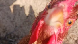 Fundraiser for Damon Bookwalter by Marvulli Inc : Help Damon Rebuild