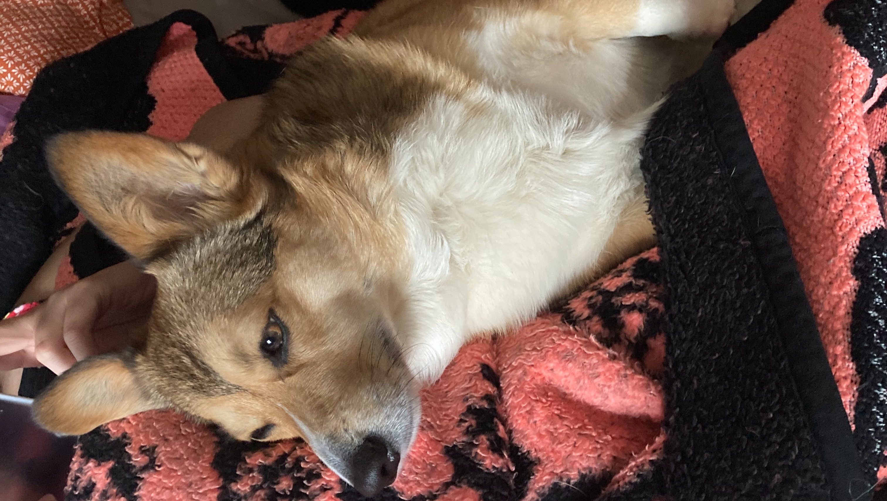 Fundraiser by Chris Vosler : Support Minnie's Bladder Stone Surgery