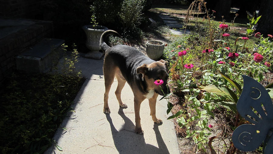 Fundraiser by Amanda Rushton : Charlie: A Loyal Guardian's Last Wish