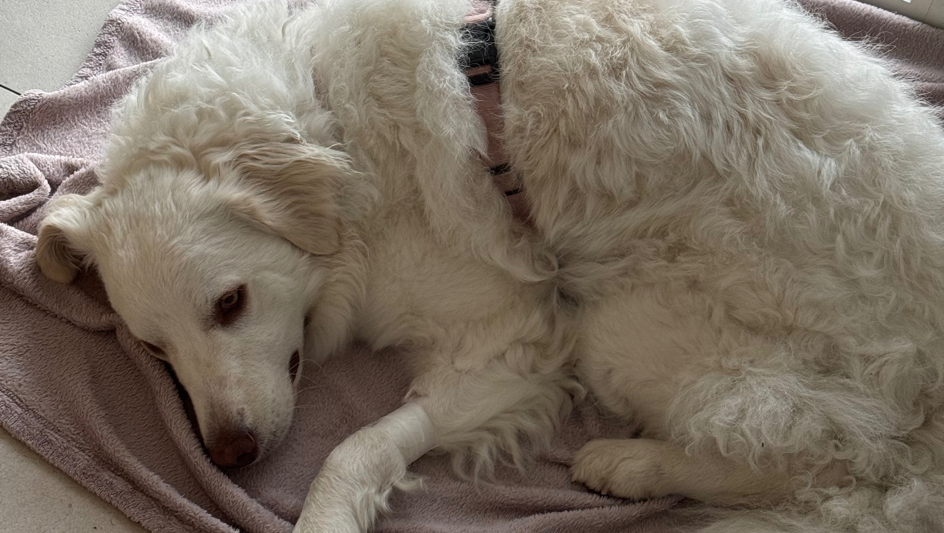 Fundraiser by Anna Carla Pilloni : Aiutiamo Poffa a camminare di nuovo!