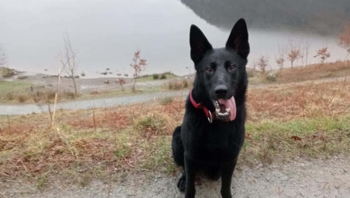 Fundraiser by Lisa Sedgwick : Help with emergency surgery