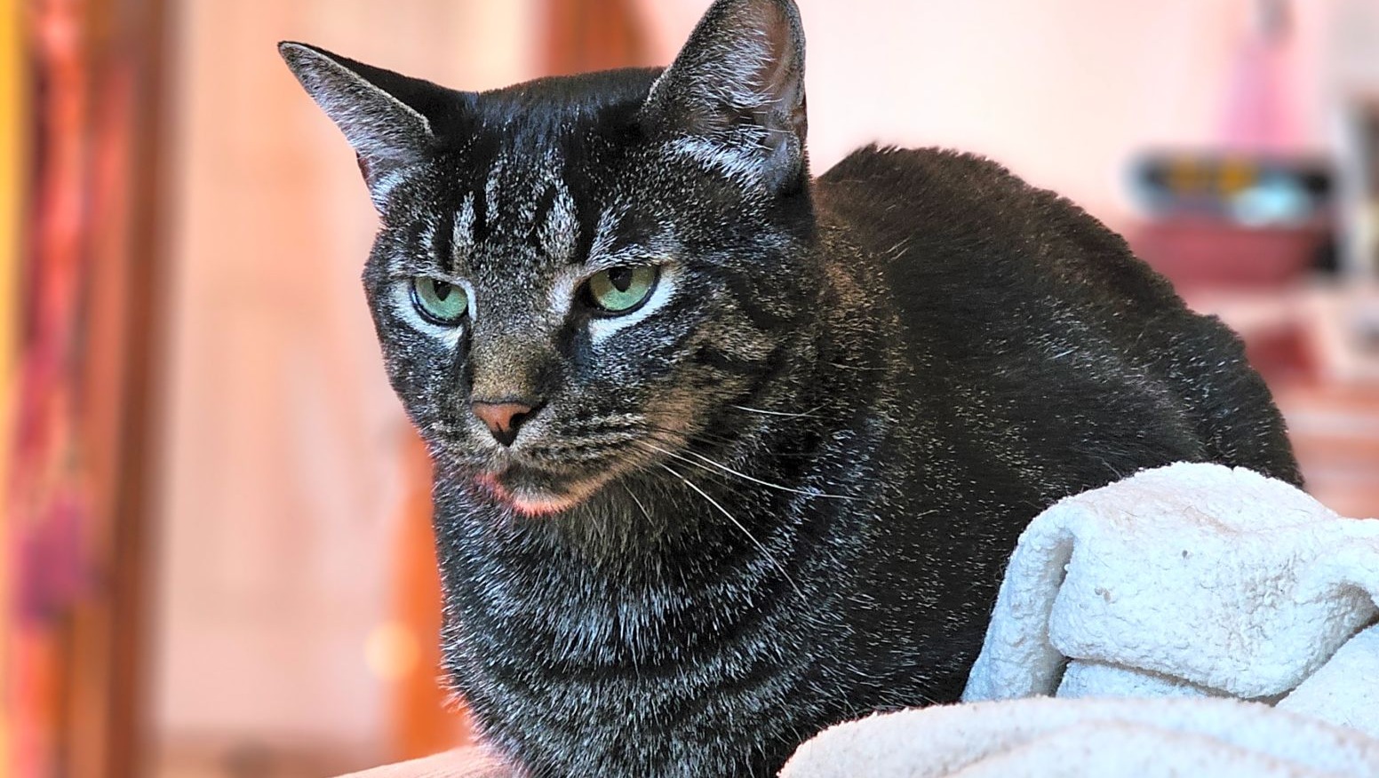 Fundraiser by Karen Corcoran : Please help with Juno's tail amputation ...