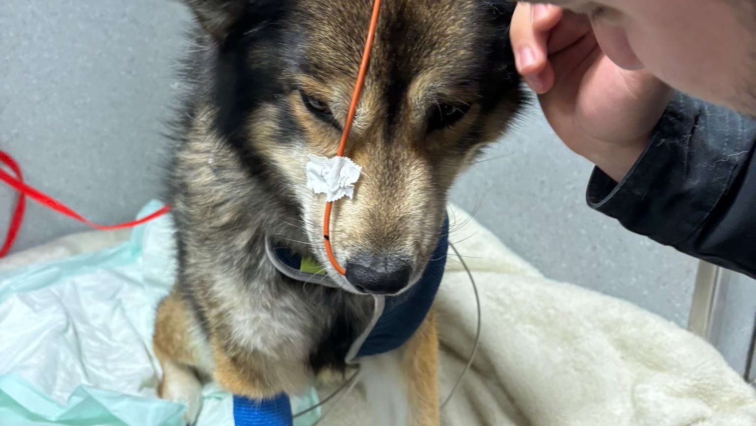 Fundraiser for Melissa Lepage by Allison Lepage : Please Help Save Kali