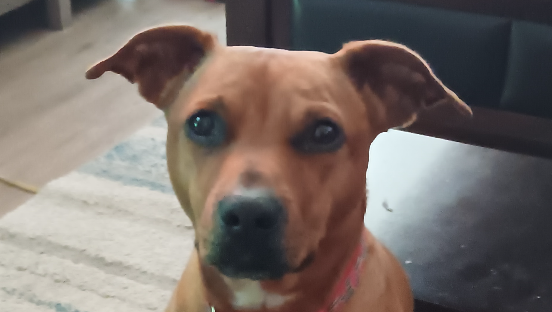 Fundraiser by Robert Baize : Support Ellie’s Final Chemotherapy Phase