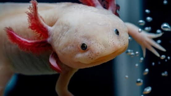Fundraiser by Patrick Texeira : Save The Axolotl's