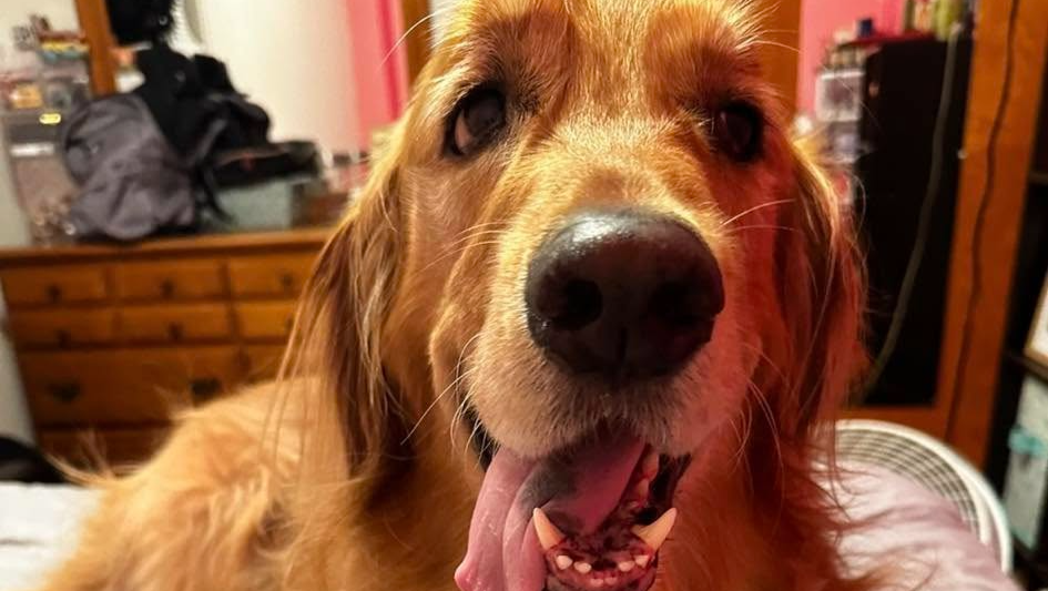Fundraiser by Molly O'Laughlin : Beau's Three Legged Cancer Journey