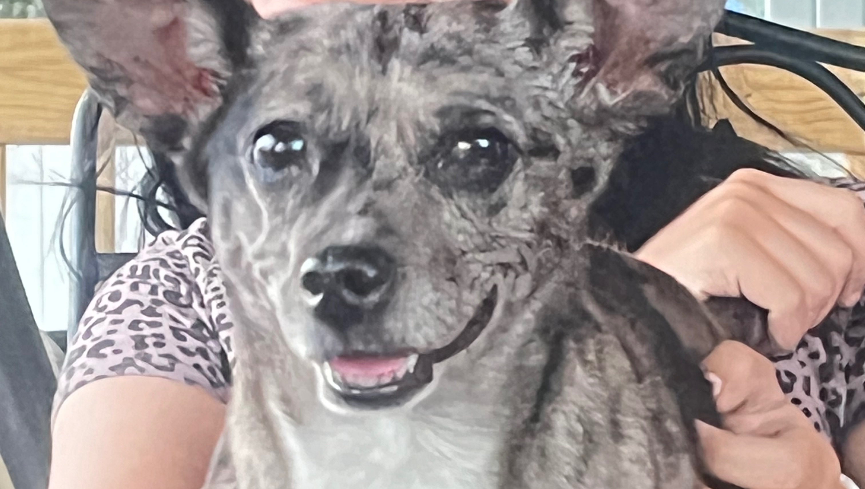 Fundraiser by Maura Castillo : Support Mila's Cancer Surgery Fund