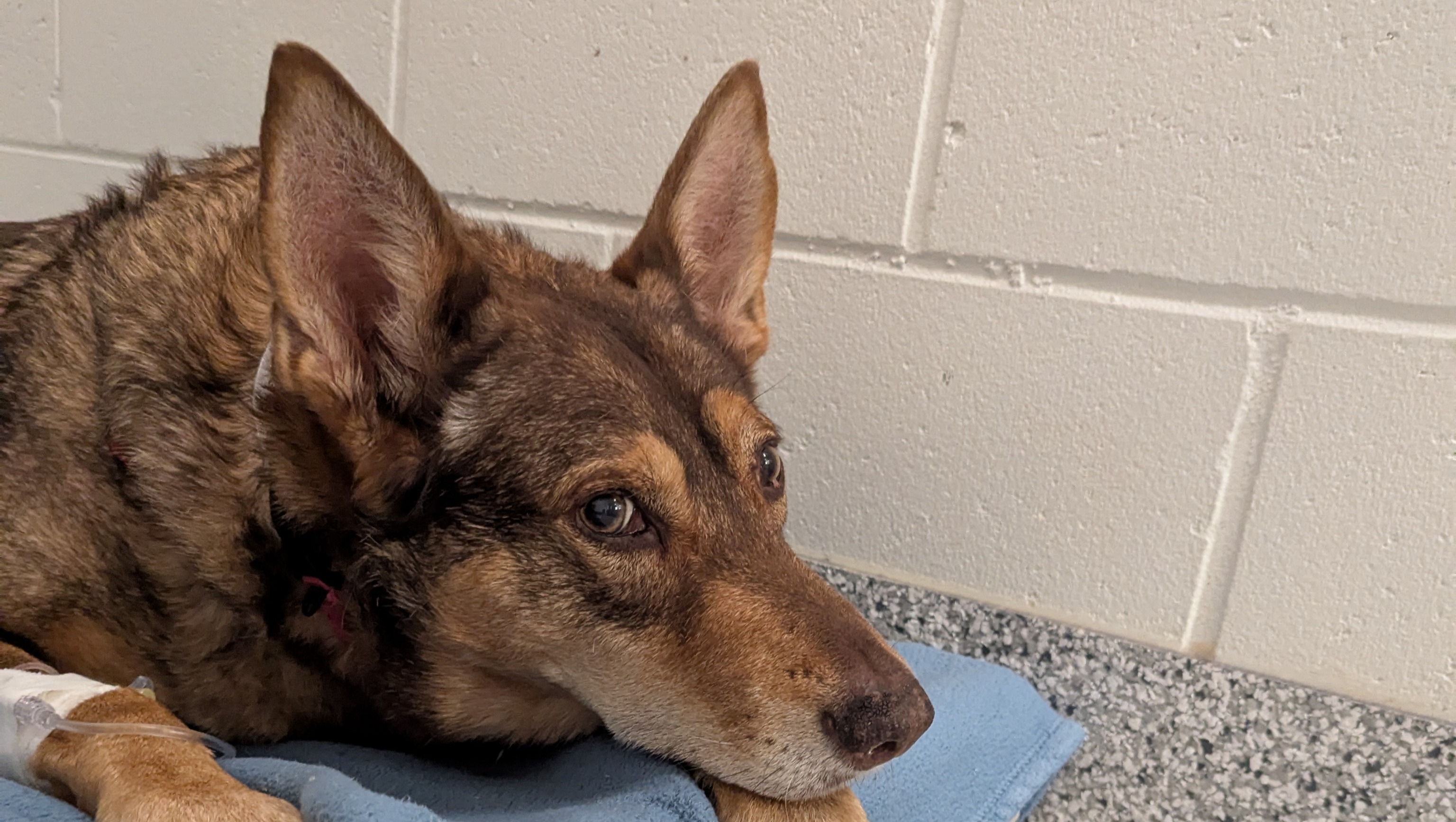 Fundraiser by Kathryn P : Help Bongo Battle Cancer and Pancreatitis