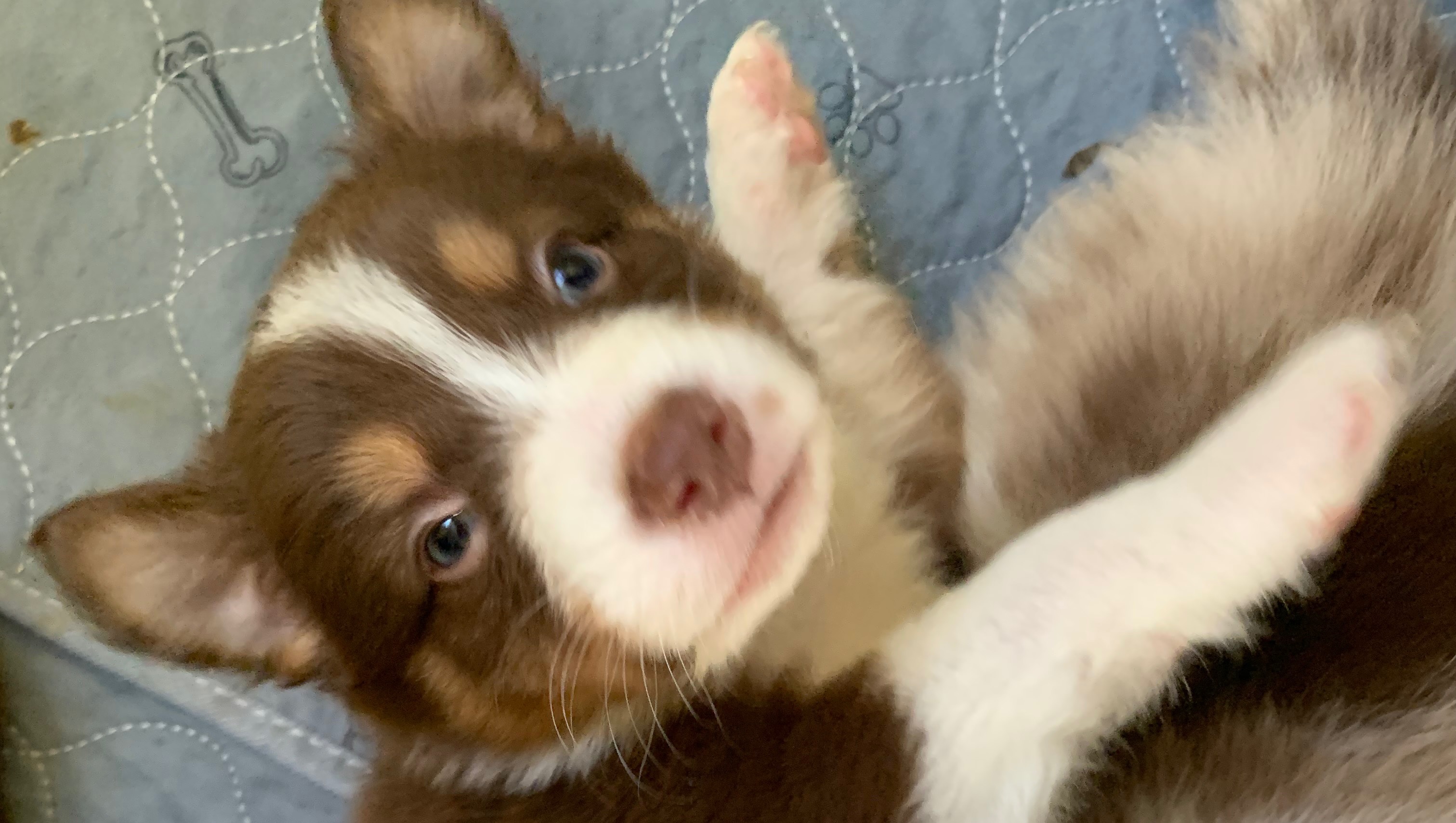 Fundraiser by April Audette : Support Augustus' Urgent Surgery Needs