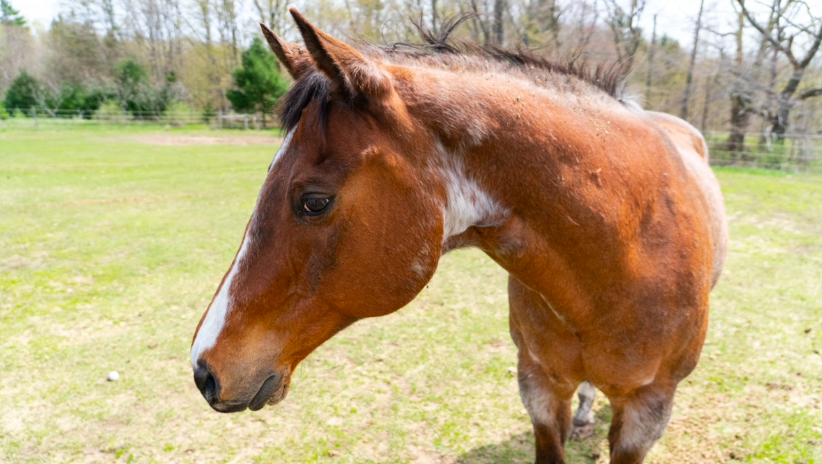 Fundraiser by Anne Merrill : Support Lyle’s EPM Treatment and Well ...