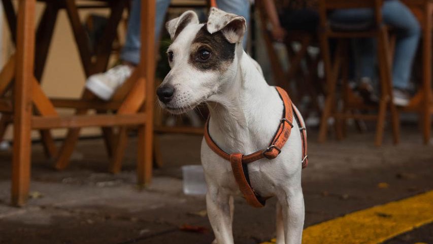 Fundraiser by Alice Parra : A la cirugía urgente de Milo