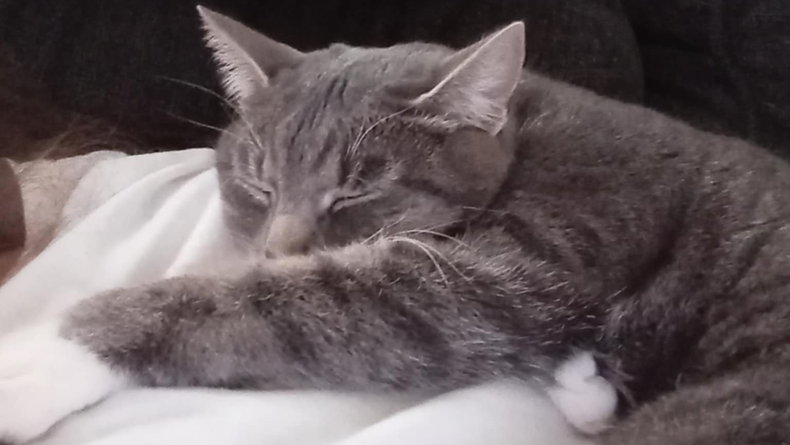 Fundraiser for Kelly Atwell by Andrea Polk : Help Kelly and Her Cats ...