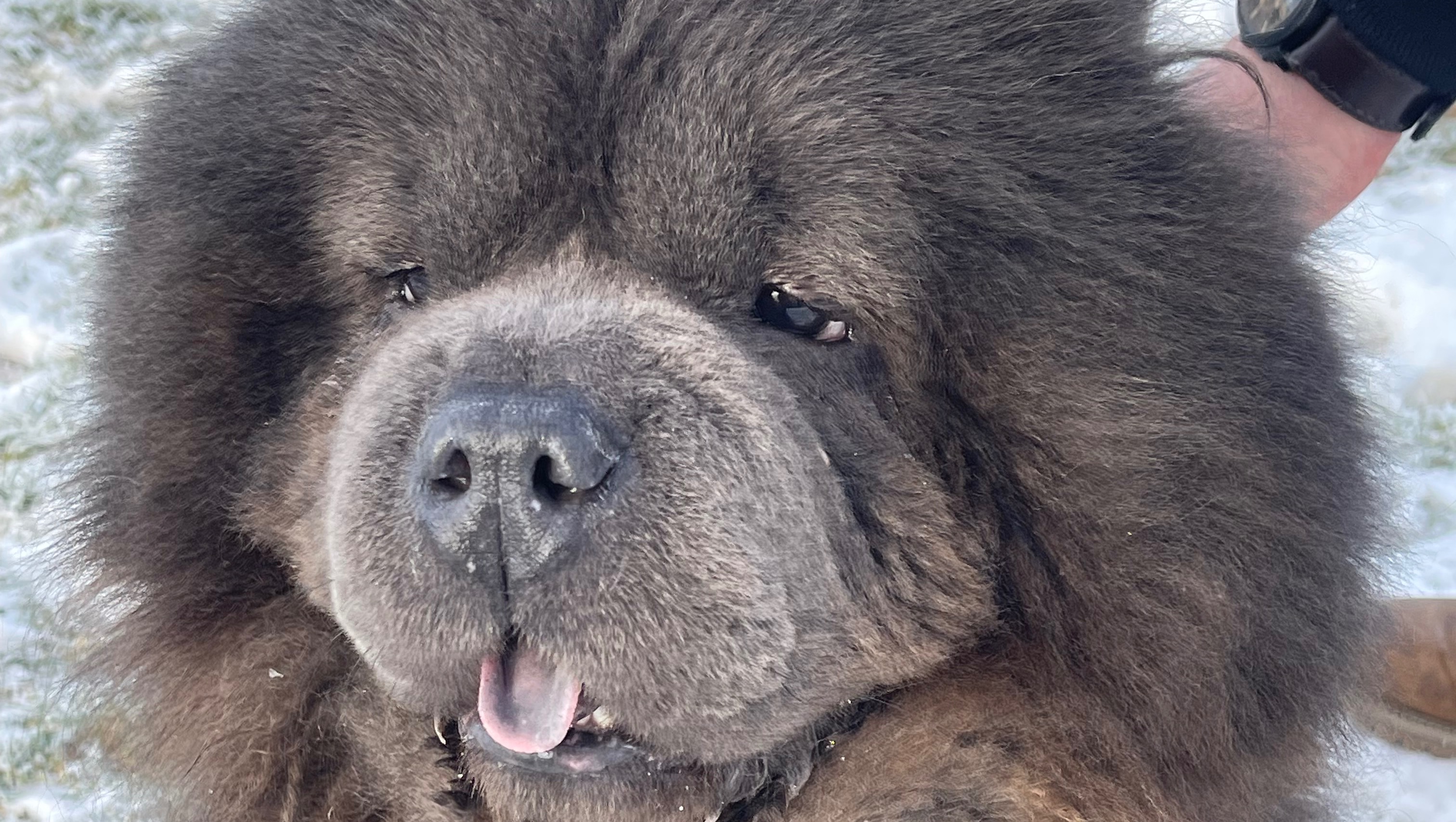 Fundraiser by Zoe Edwards : Saving Charlie