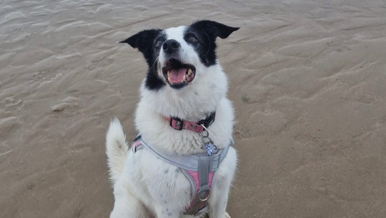 Fundraiser for Dani Amos by Leah Harris : Help Molly the border collie ...