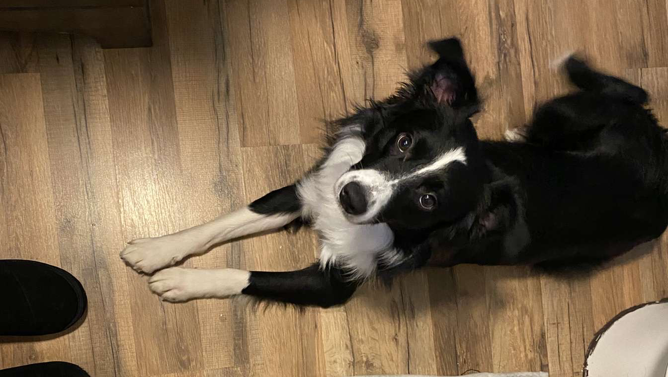 Fundraiser by Mickenzie Ronalds : Support Milo's Urgent Surgery