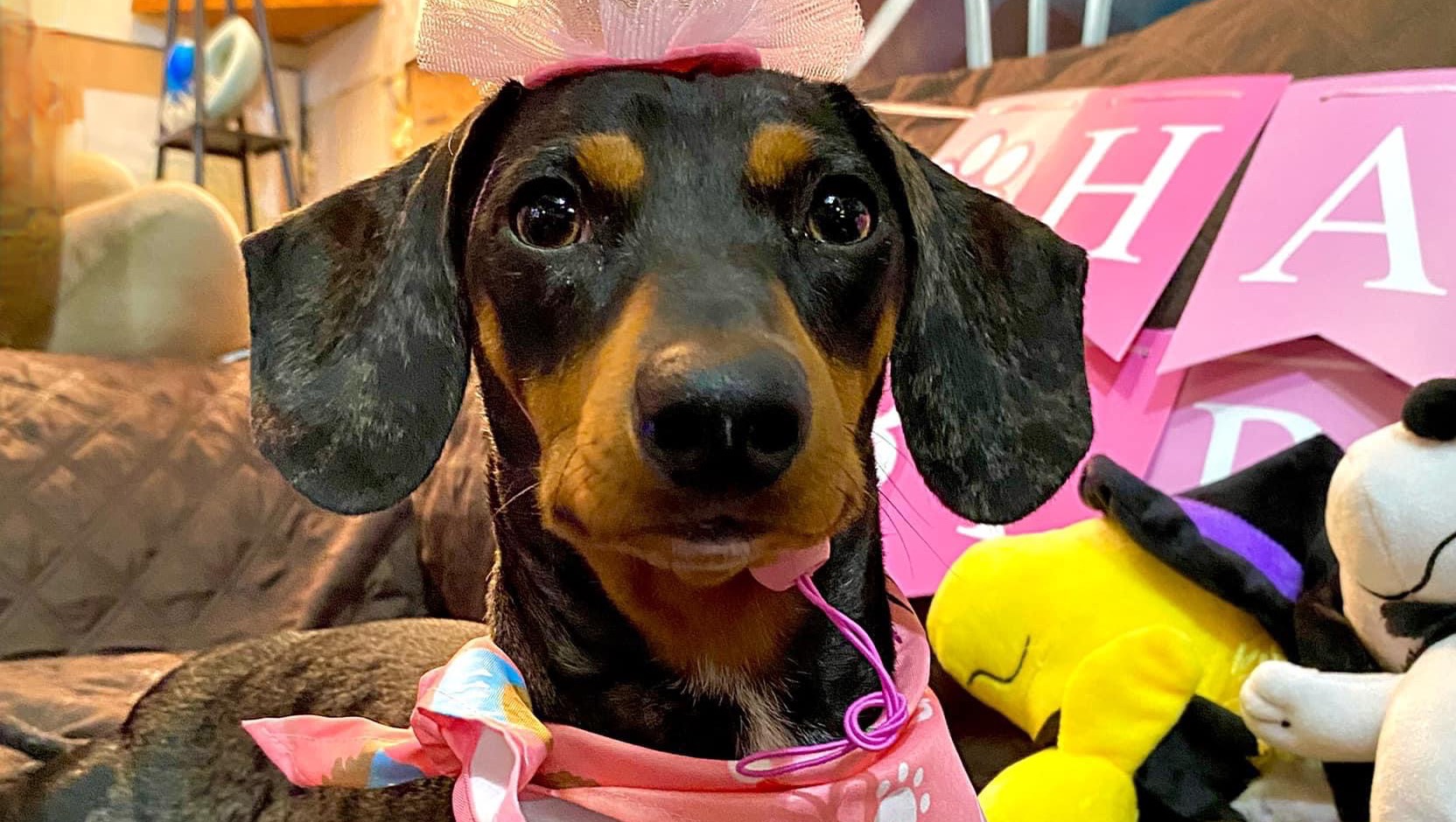 Fundraiser by Stephanie Siren : Eva's Hope: A Life-Saving Surgery Awaits