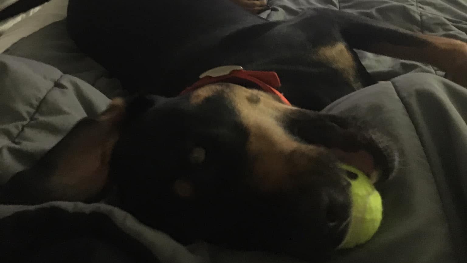 Fundraiser by Amber Maggard : Help Callie Get the Vet Care She ...