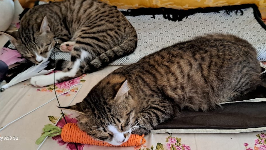 Fundraiser by Sandra Rose Beaumont : Help needed for Chin and Chan to ...