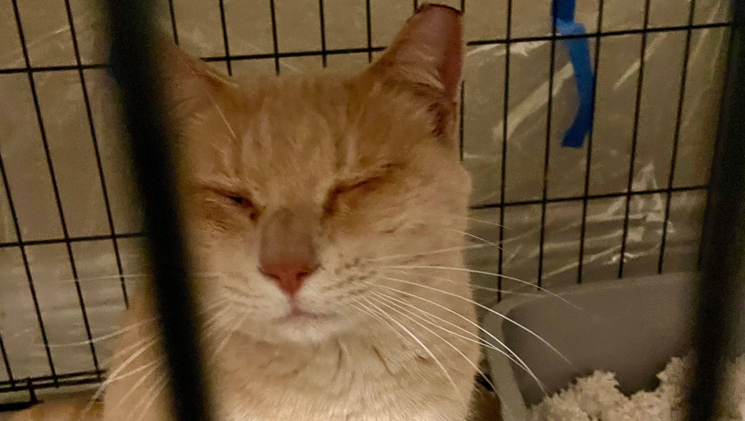 Fundraiser by Tiffany Hunt : Help Sunny See Again: Support His Eye Surgery