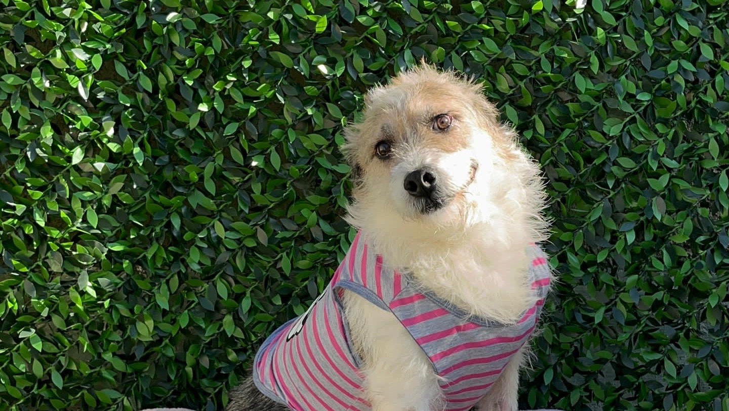 Fundraiser by Leila Fadavi : Bring Ario Home: Donate for His Safe Travel