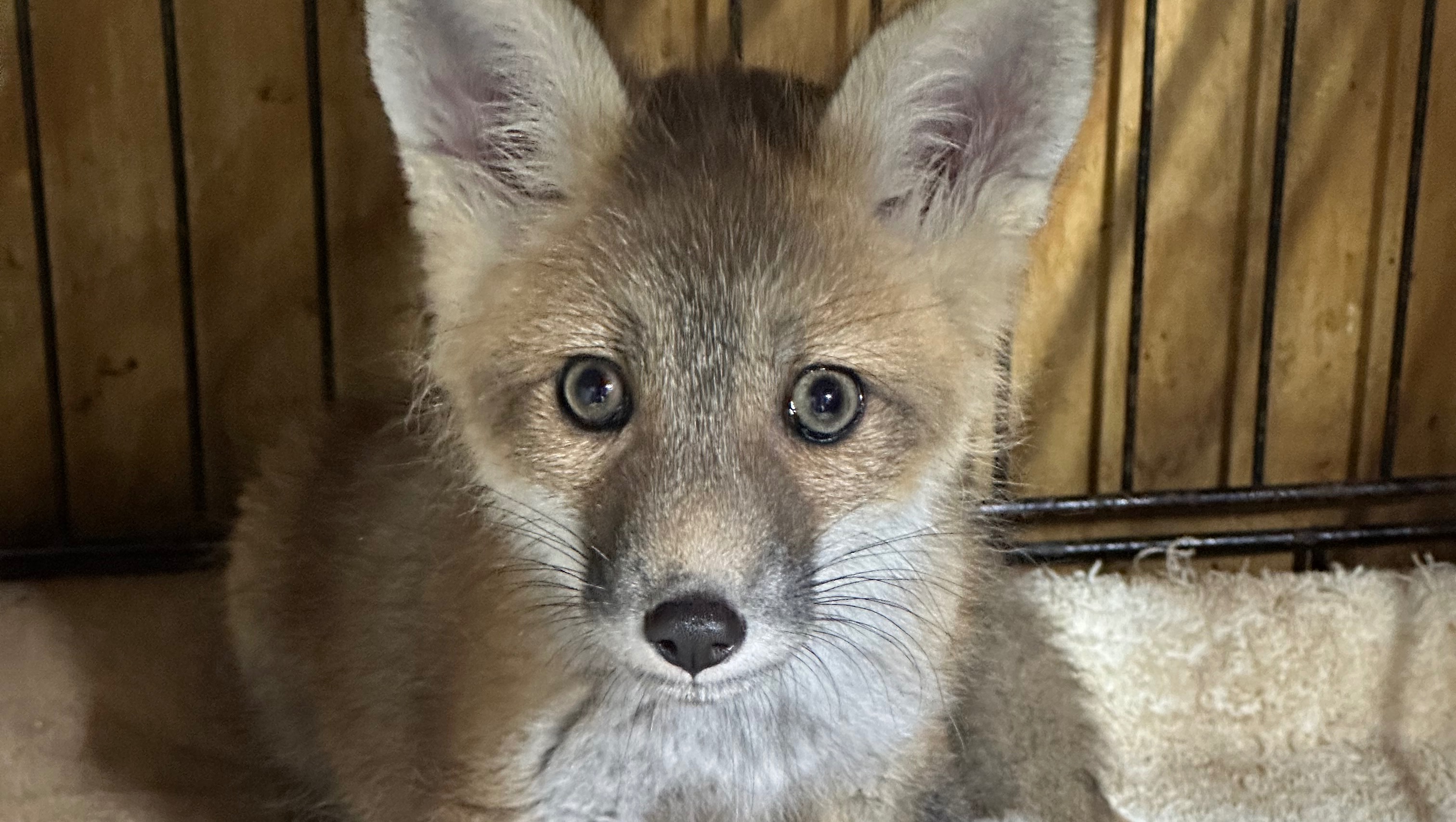 Fundraiser by Dale Ouellette : Help Orphan Babies Return to Their Paths