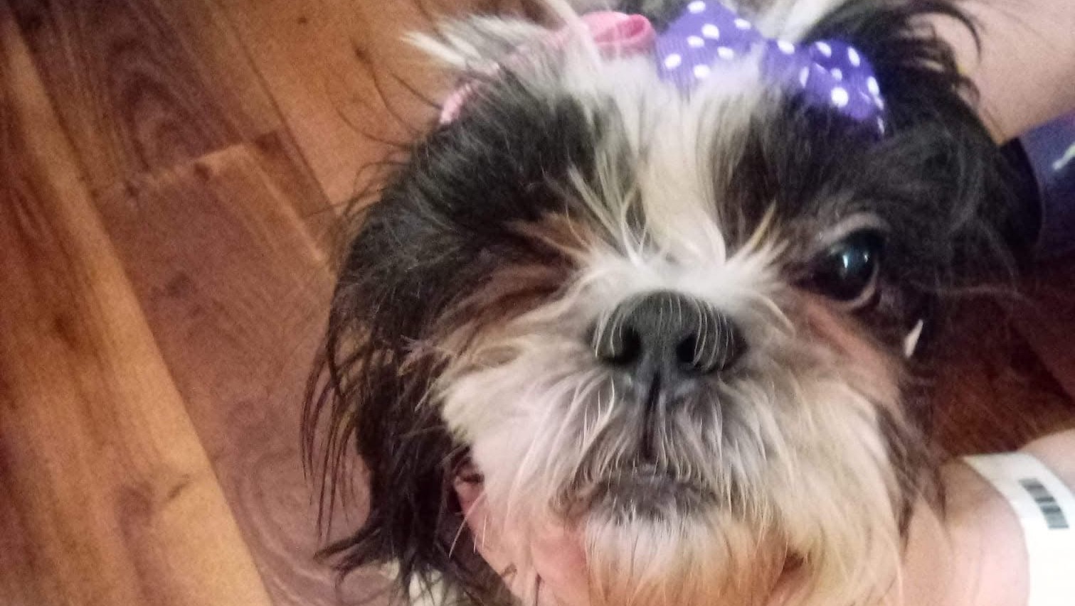 Fundraiser for Nicole Matheny by Misty Dye : Support Sassy's Peaceful ...