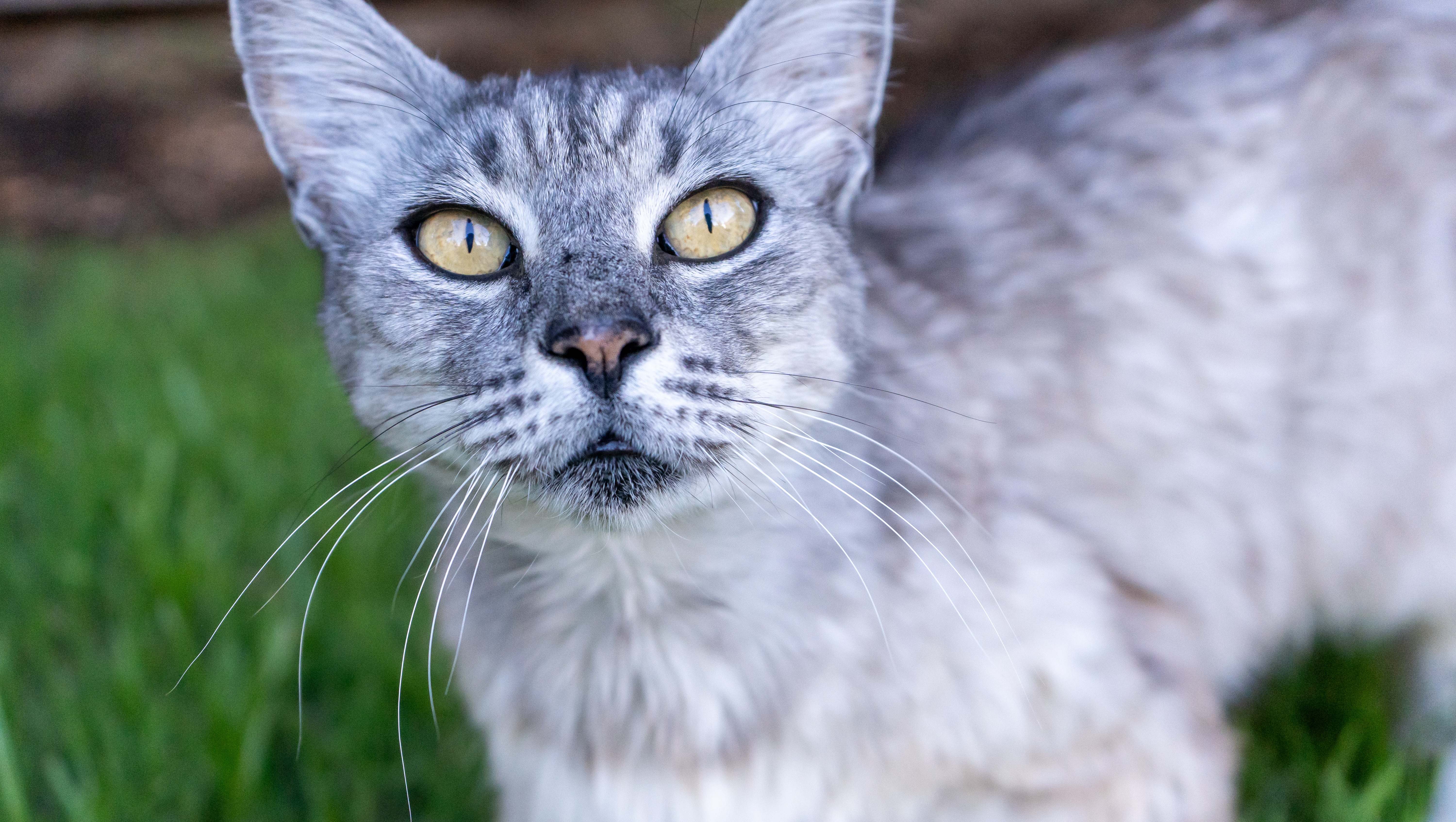 Fundraiser by Auberon Webber : Help Auberon Cover Snap's Vet Bills