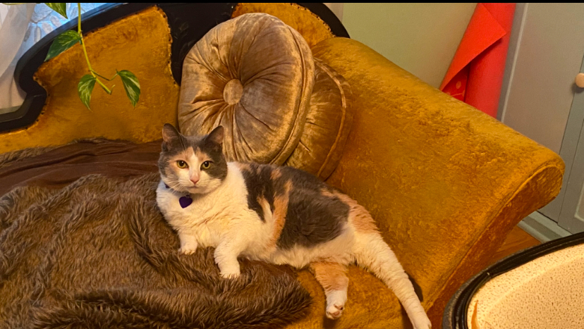 Fundraiser by Alexus Robinson : Join Alexus in Saving Kiddo's Life