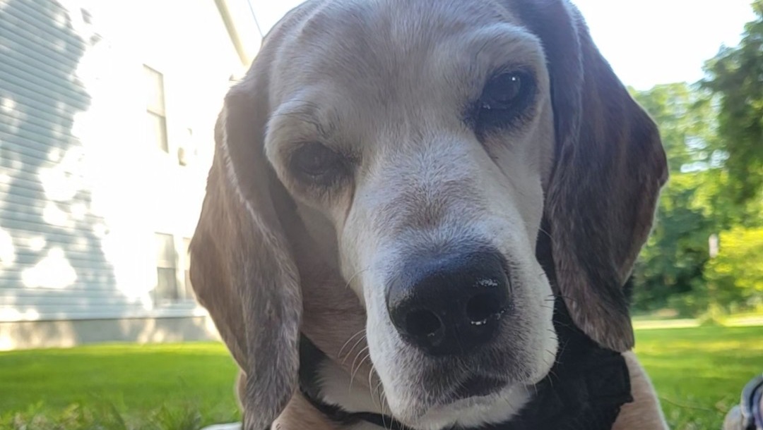 Fundraiser by Courtney Ireland : Help Tommy receive treatment