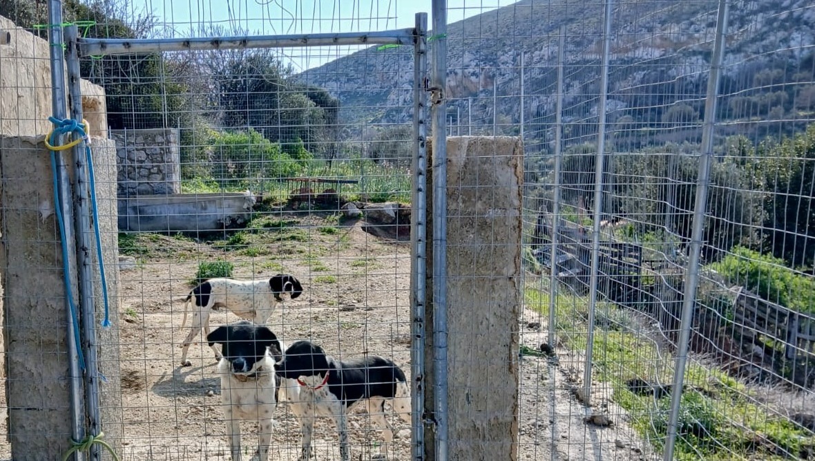 Fundraiser for Angela Gleske by Jennifer Fratianni : Paws of Kalymnos # ...