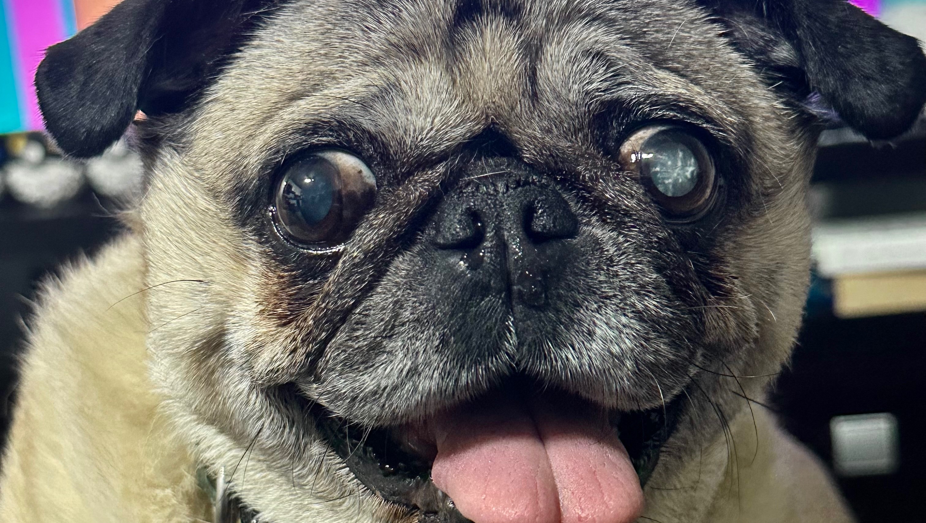 Fundraiser by Matt Stetzer : Support Ladybug “Bug” The Pug on her ...