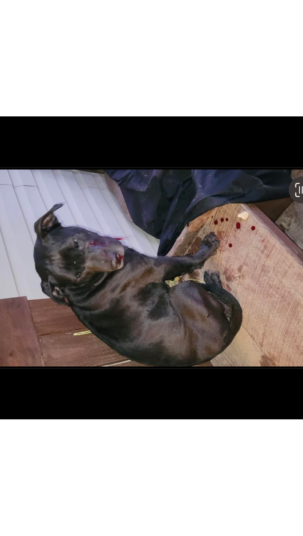 Fundraiser by Anna Messimer : Shot dog on Shut In Gap vet bill