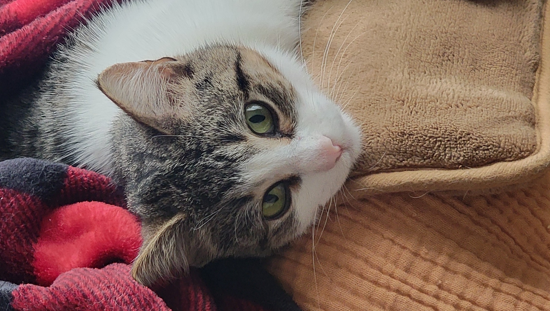 Fundraiser by Lauren Brooks : Join Rey's Battle Against Anemia
