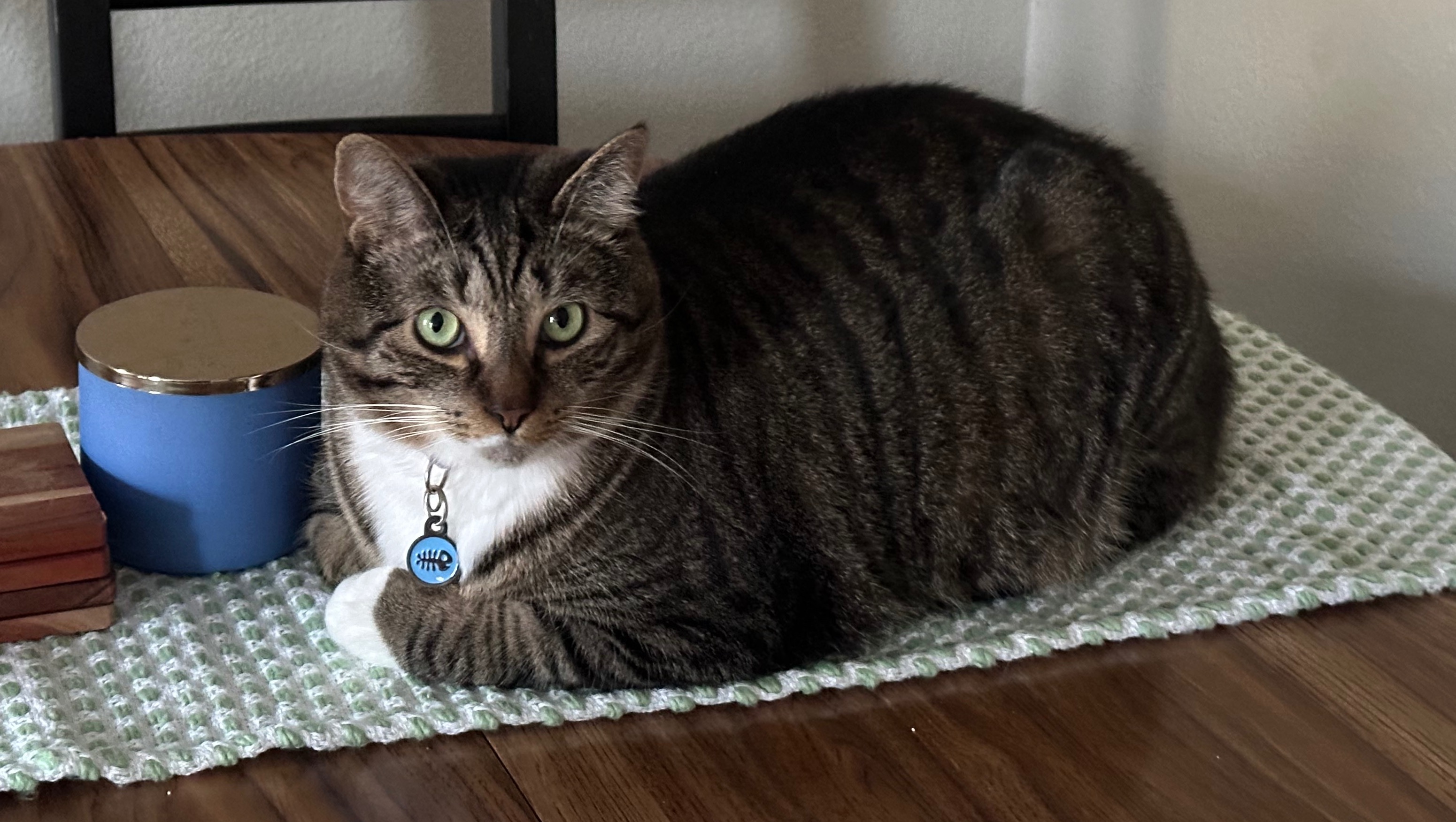 Fundraiser by Nicole Trahan : Save Dexter: Nikki's Beloved Cat Needs ...