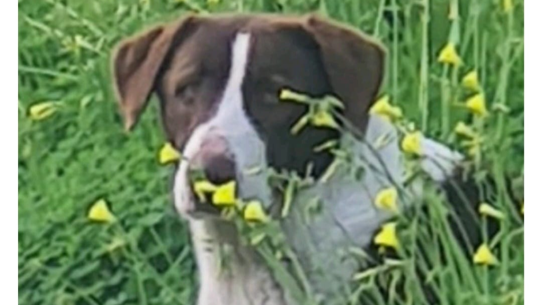 Fundraiser by Debbie Stubbs : Baby bears forever home