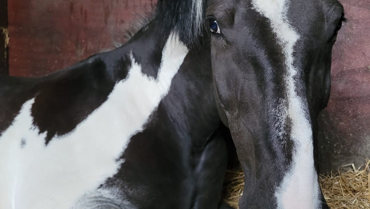 Fundraiser by Lorna Watson : Help fund Maestro's eye surgery