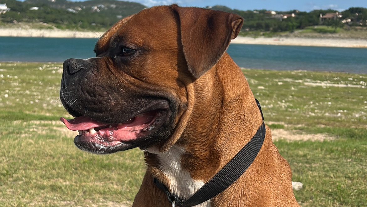 Fundraiser by Mya Sanchez : Help Fang Heal: Support His Tail Surgery