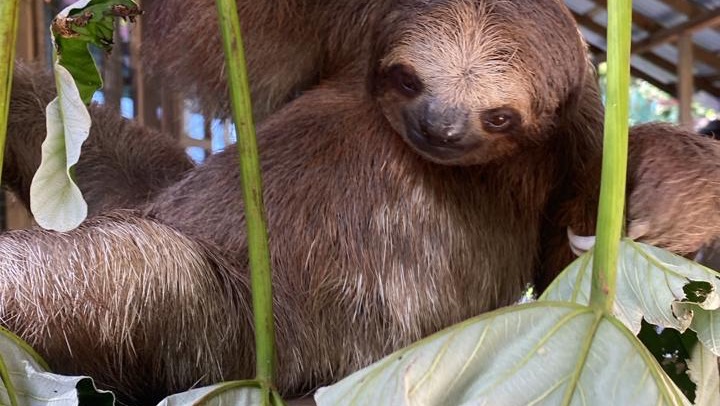 Fundraiser by Chris Sharpe : Honor Michelle: Help Sloth Sanctuary and ...