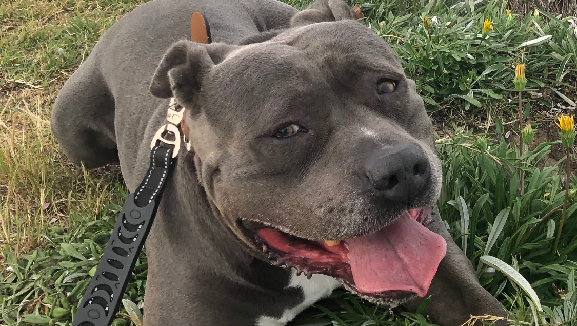 Fundraiser by Maria Abdallah : Help Save Gino: He urgently needs blood ...