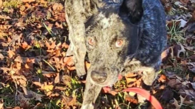 Fundraiser by Kate Lemke : Help bring Hoss the heeler to Tucson!