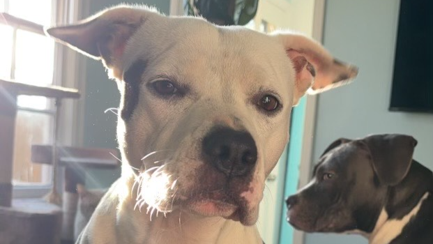 Fundraiser by Jeffrey Monroe : Help Lily Walk Again – Surgery for a Loving Rescue Dog