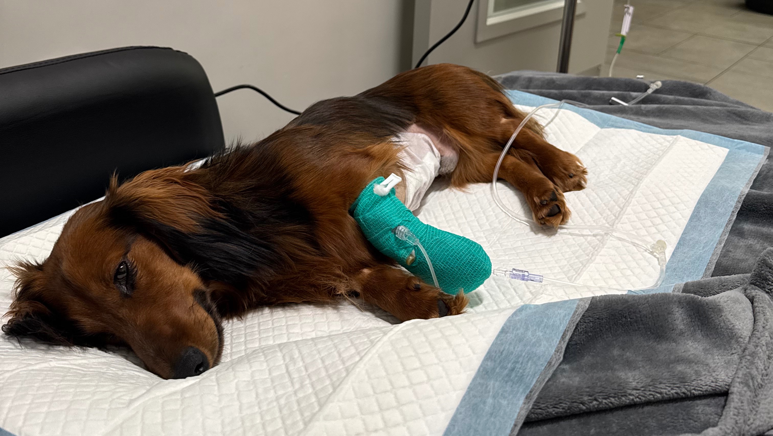 Fundraiser by katelynn geissel : Henry’s Life Saving Surgery