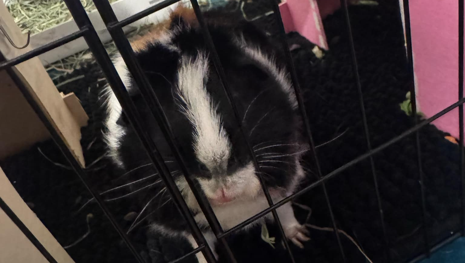 Fundraiser by Nicole Shiner : Save Nicole's Guinea Pig from Pain