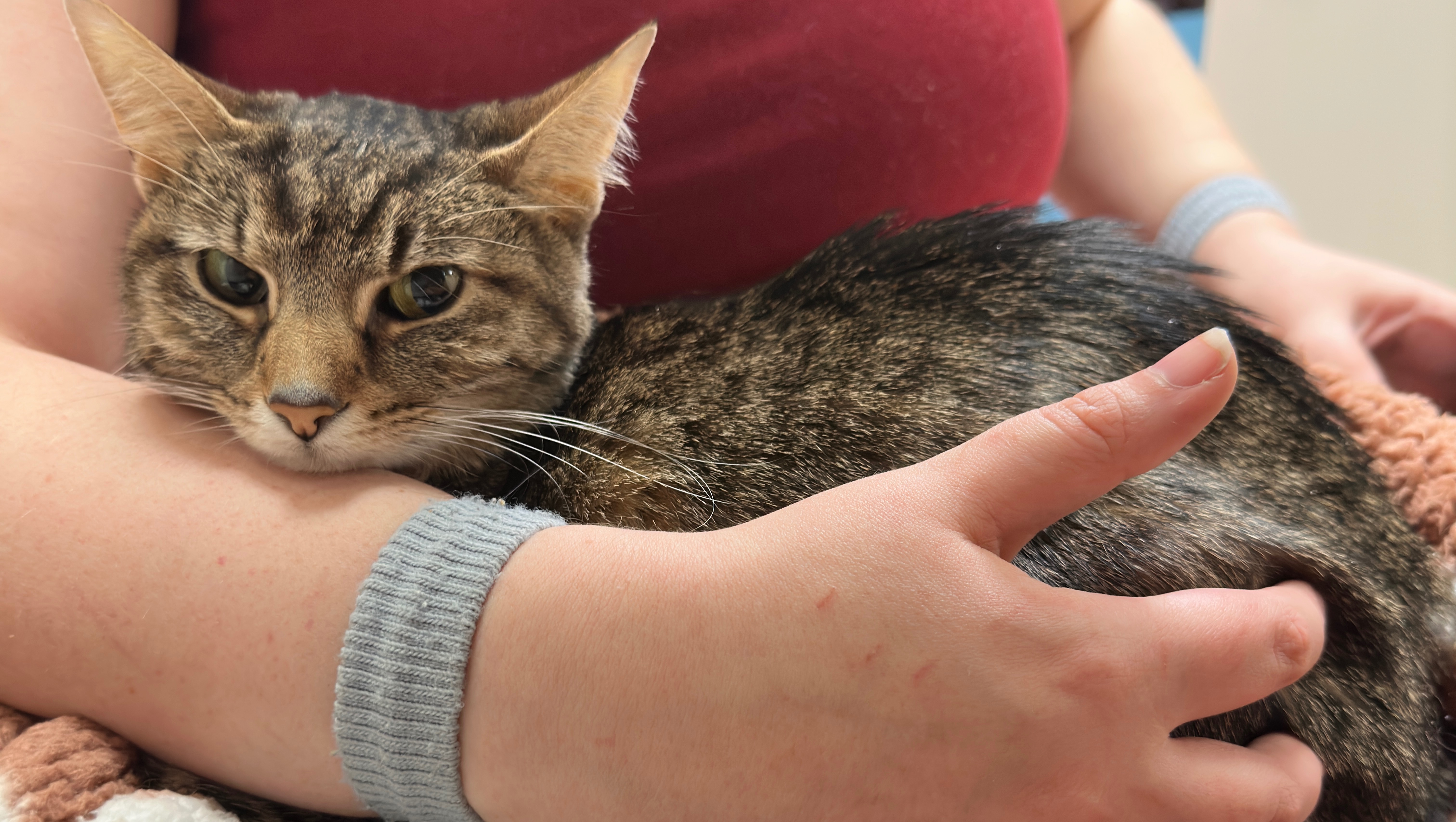 Fundraiser for Jami Hart by Kat Dressman : Kitty’s ER Bills and Final ...