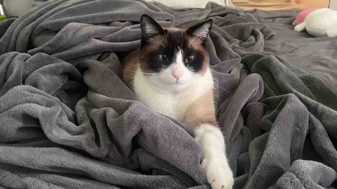 Fundraiser by JonDanae Garza : Help Nathan's Beloved Cat Menace