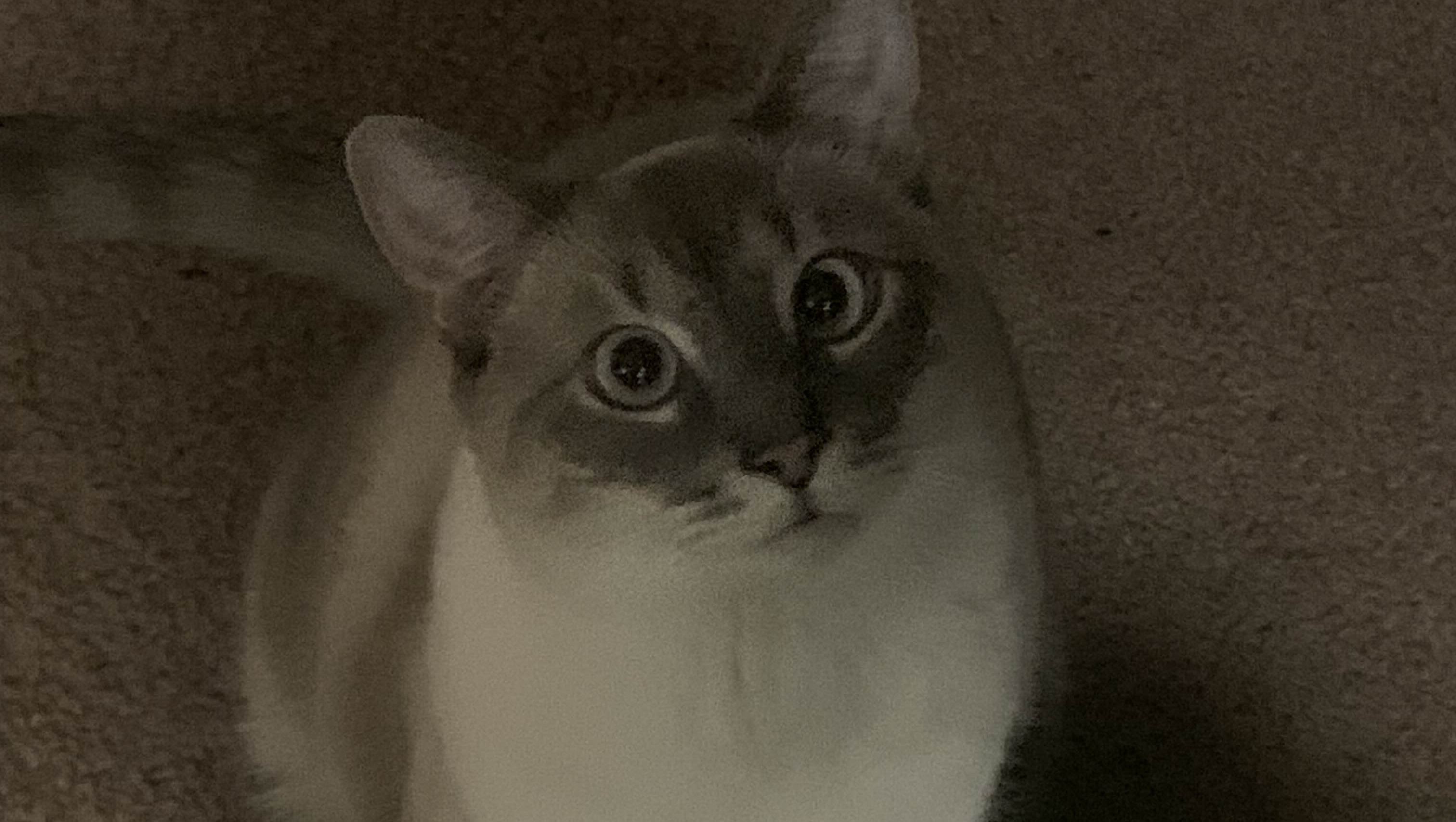 Fundraiser by Vinh Le : Scammed, help Vinh and His cat, Wesker live