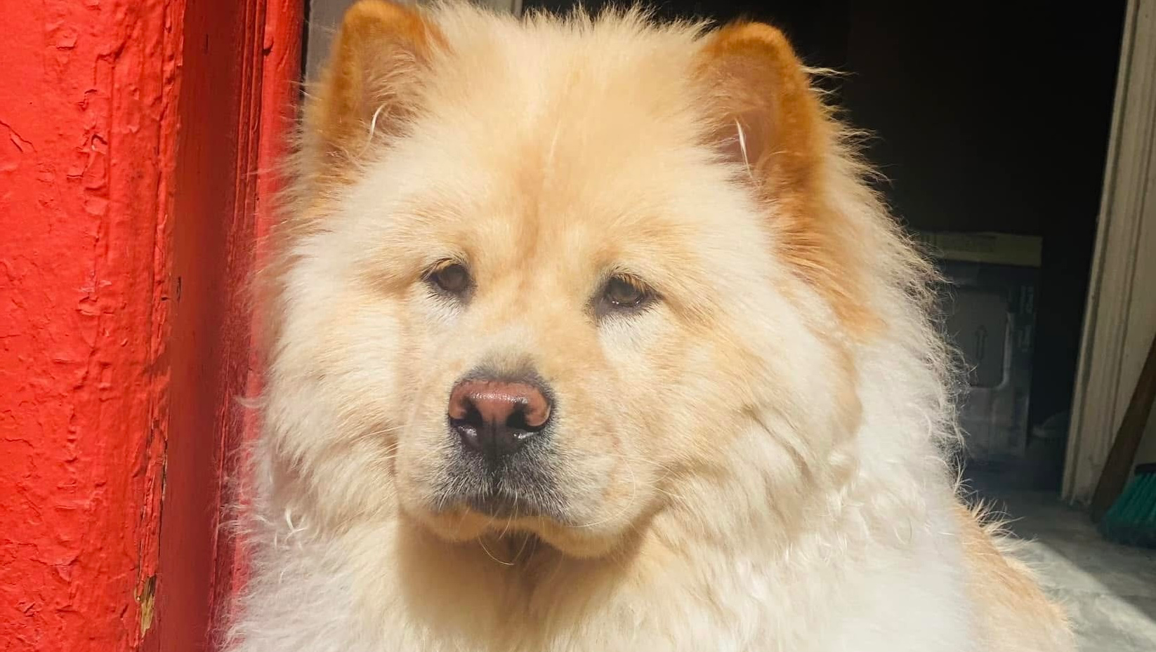 Fundraiser by monique ramirez : Hazel's Recovery: Your Help Can Save Her