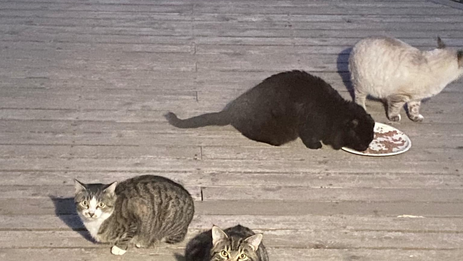 Fundraiser for Nancy Cote by Nancy Wahl : Help Nancy Care for Abandoned ...