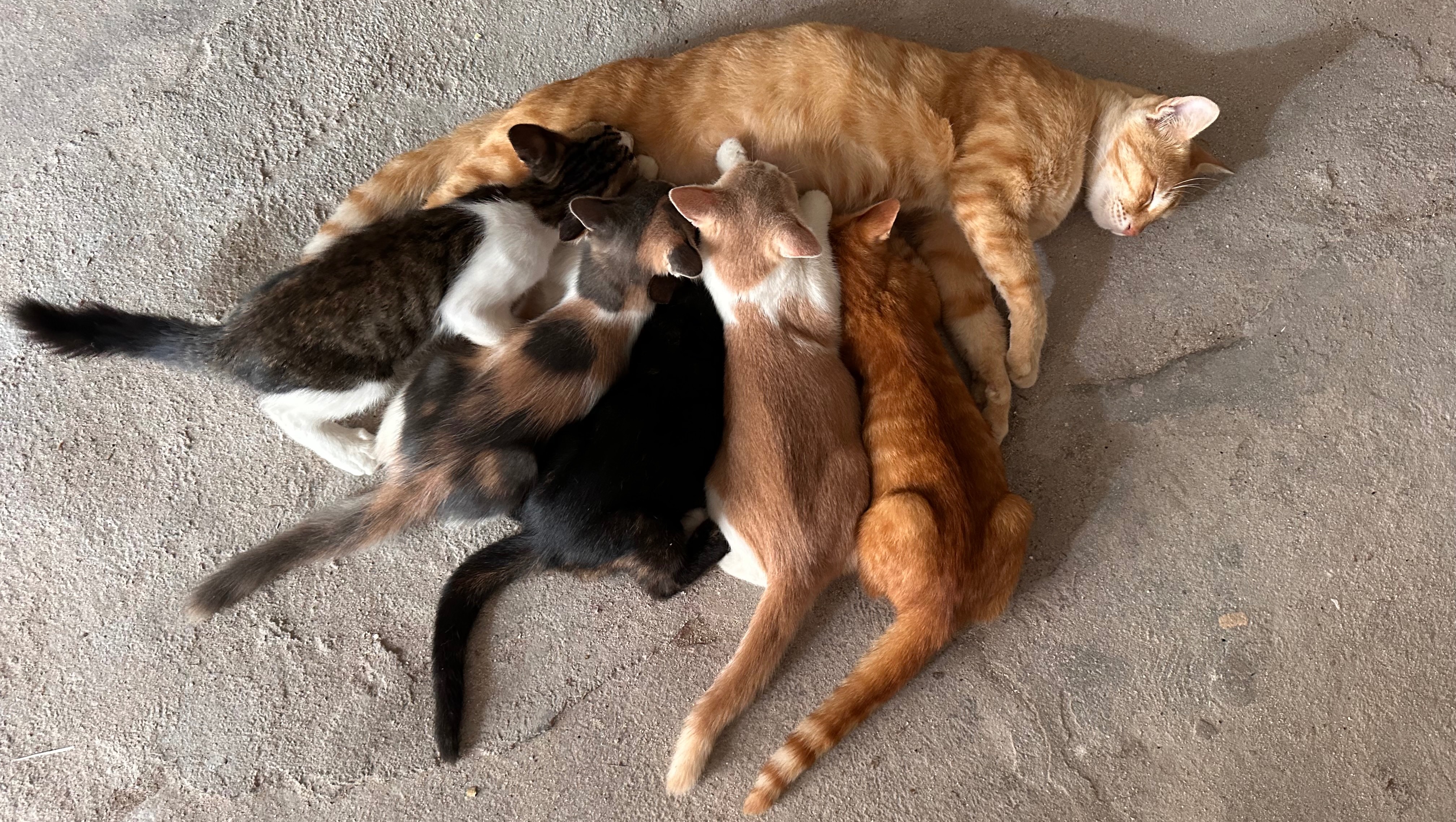 Fundraiser by Stefania Meazza : Mama Cat Maldives