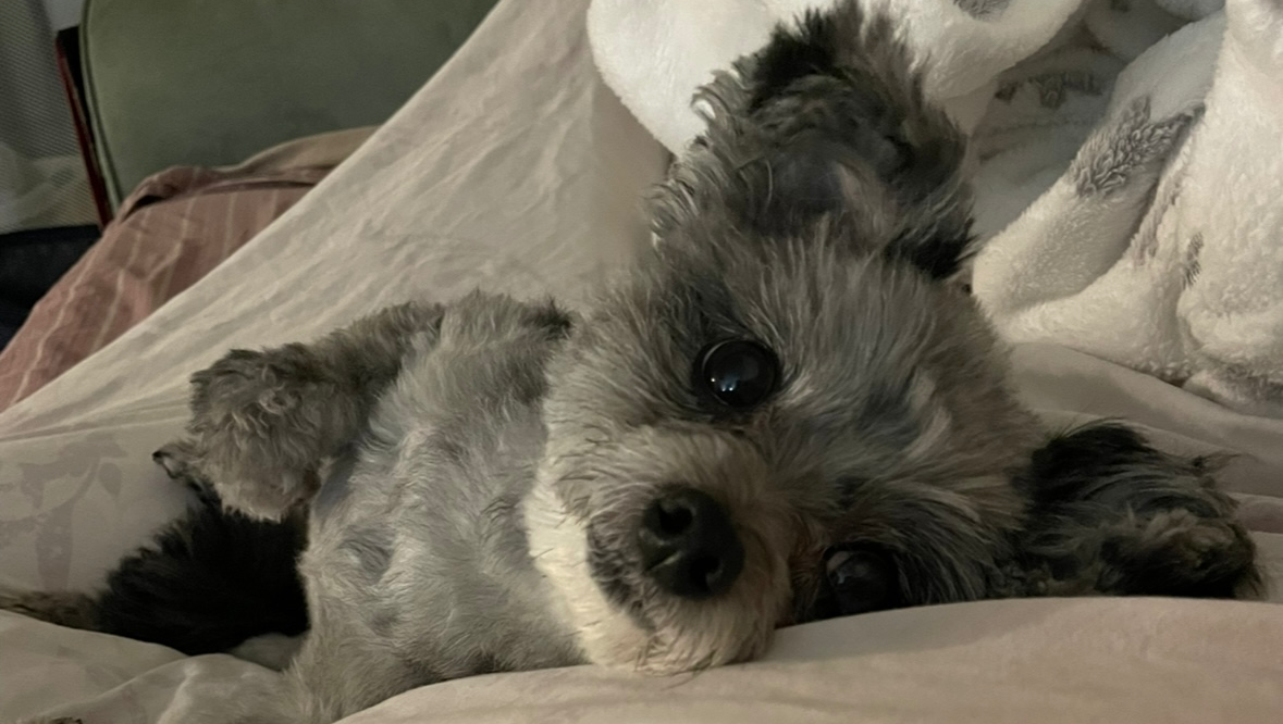 Fundraiser for Kira Roberts by Jordan Roberts : Support Kimchi's ...